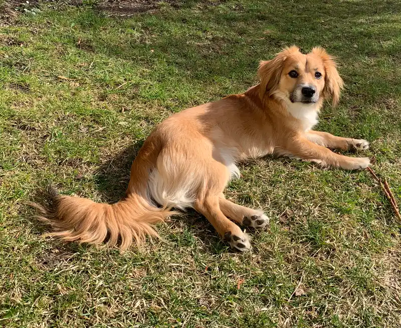 Kokoni Dog Breed Information & Characteristics | Snoutastic